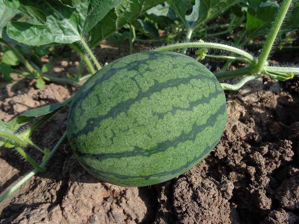 The Key Growth Stages of Watermelons | Blog | C&M Watermelon Imports