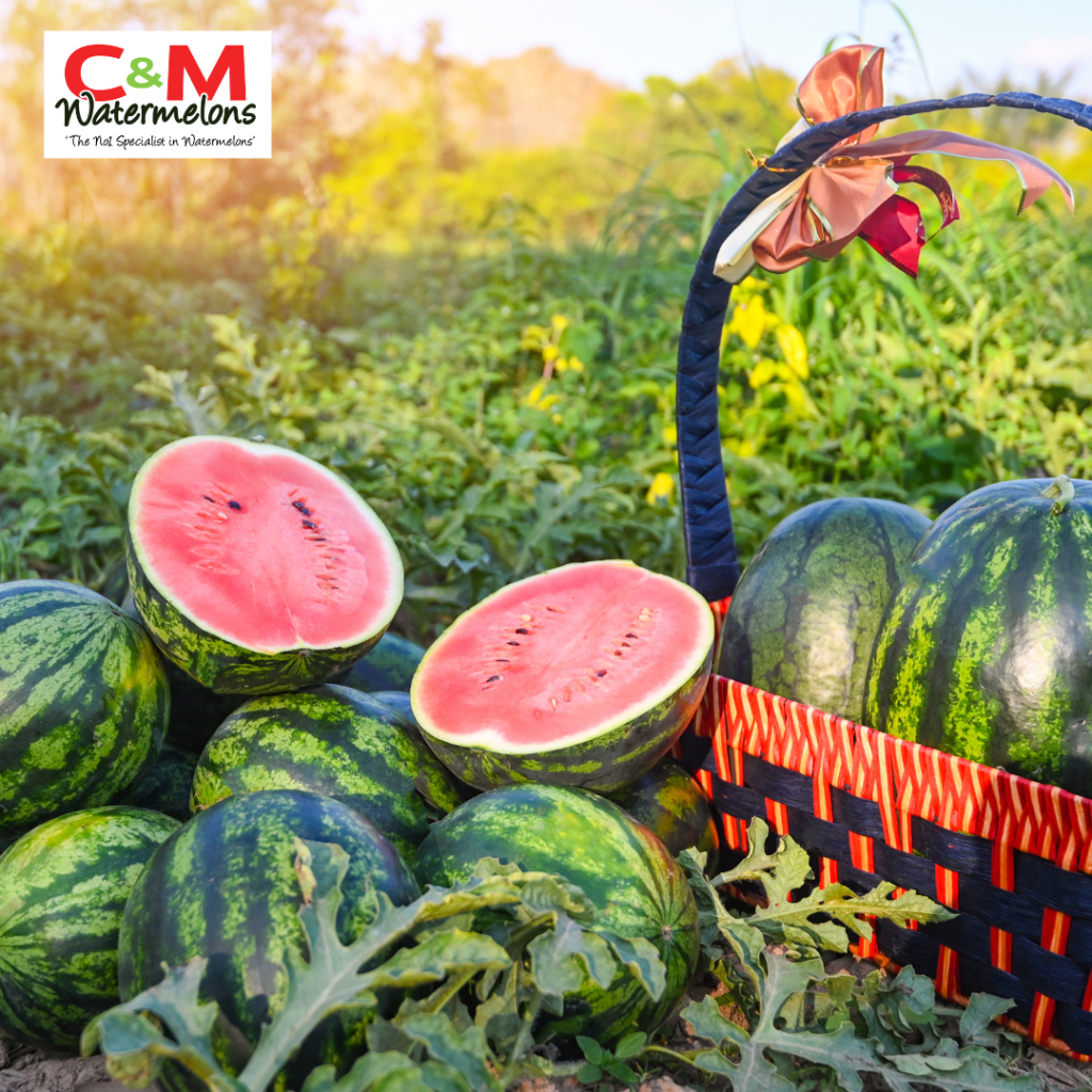 15 Astonishing Fun Facts About Watermelons You Didn't Know | Blog | C&M ...