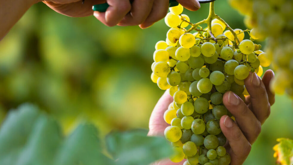 A Guide To Trebbiano Grapes | Blog | CM Watermelon