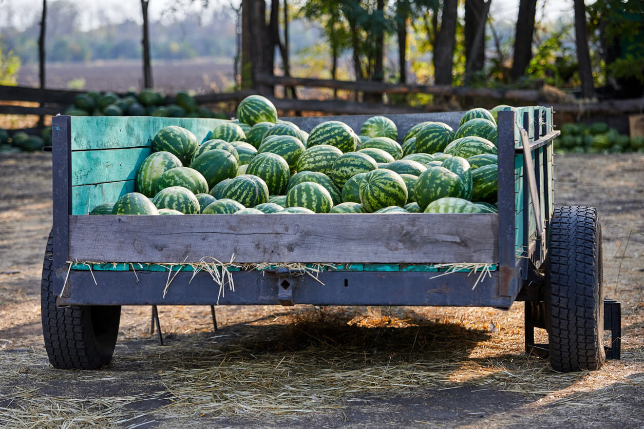 Why Buy Greek Watermelons | Blog | CM Watermelons